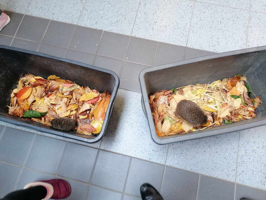 Igelbesuch in der Klasse 2d – Grundschule1 Zirndorf